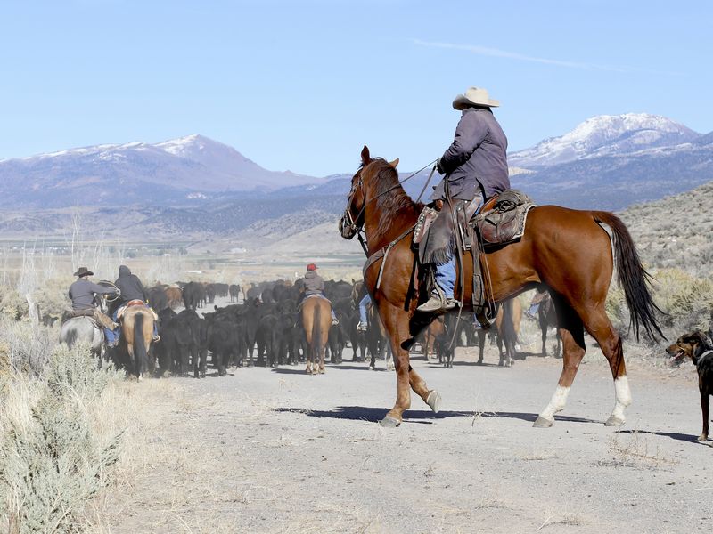 Cowboys and cattle | Smithsonian Photo Contest | Smithsonian Magazine