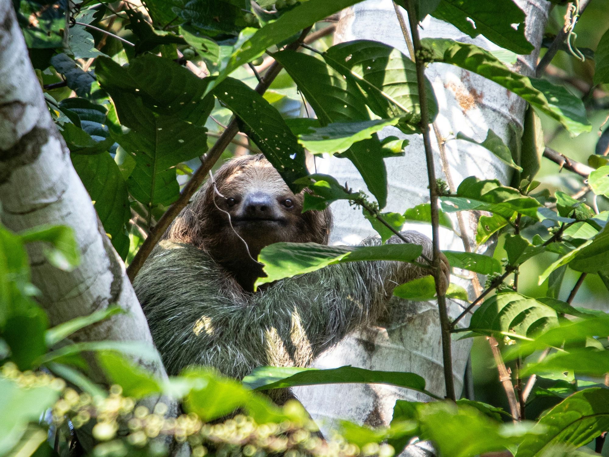 Amid Rising Temperatures, Sloths' Slowness May Put Their Survival at Risk