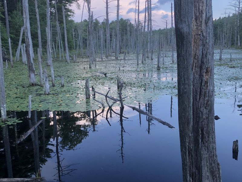 Barren Forest | Smithsonian Photo Contest | Smithsonian Magazine
