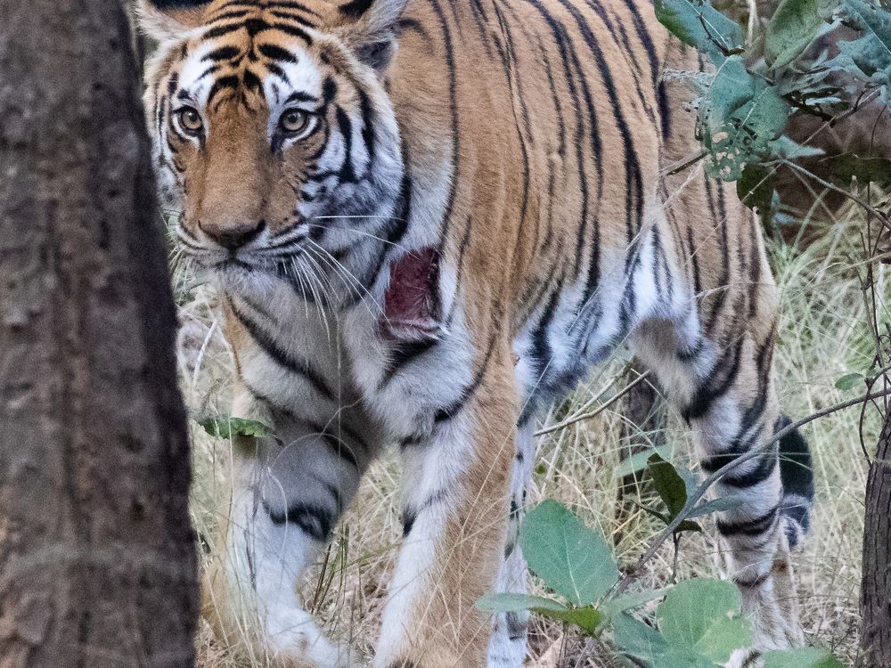 Injured Tigress | Smithsonian Photo Contest | Smithsonian Magazine