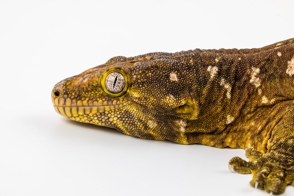 To Get on the Same Frequency as Early Reptiles, this Scientist Compares ...