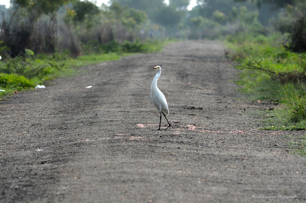 A lonely bird | Smithsonian Photo Contest | Smithsonian Magazine
