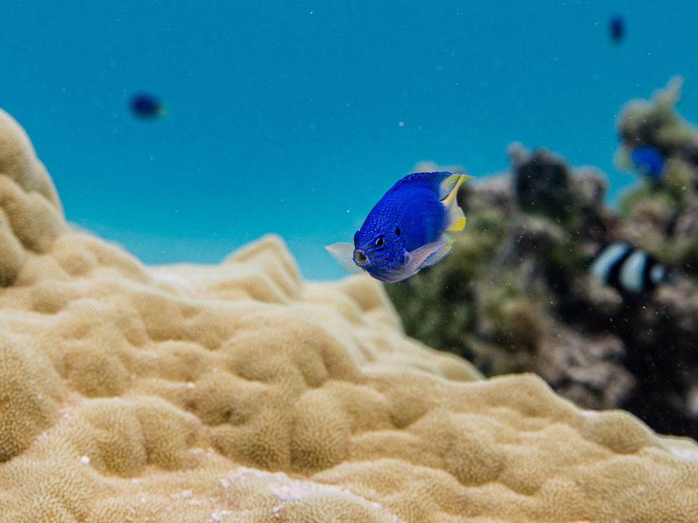 expressive fish | Smithsonian Photo Contest | Smithsonian Magazine