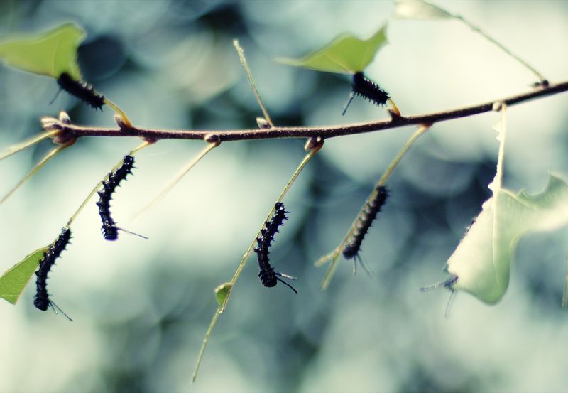 Oakworms | Smithsonian Photo Contest | Smithsonian Magazine