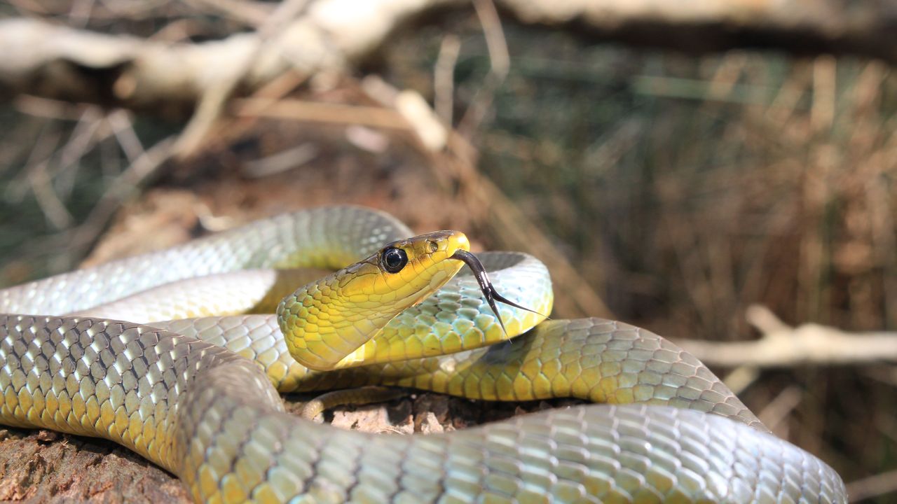 green tree viper bite
