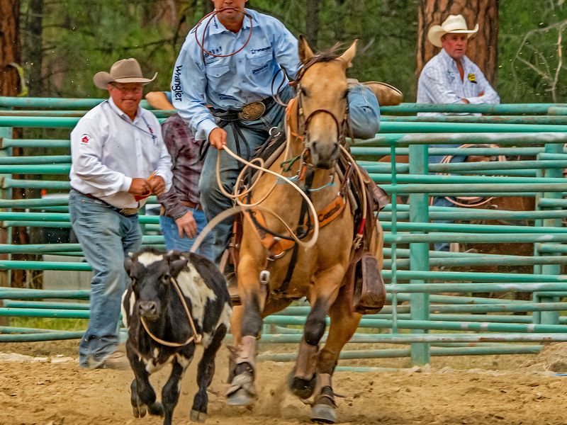 Calf Roping 10 | Smithsonian Photo Contest | Smithsonian Magazine