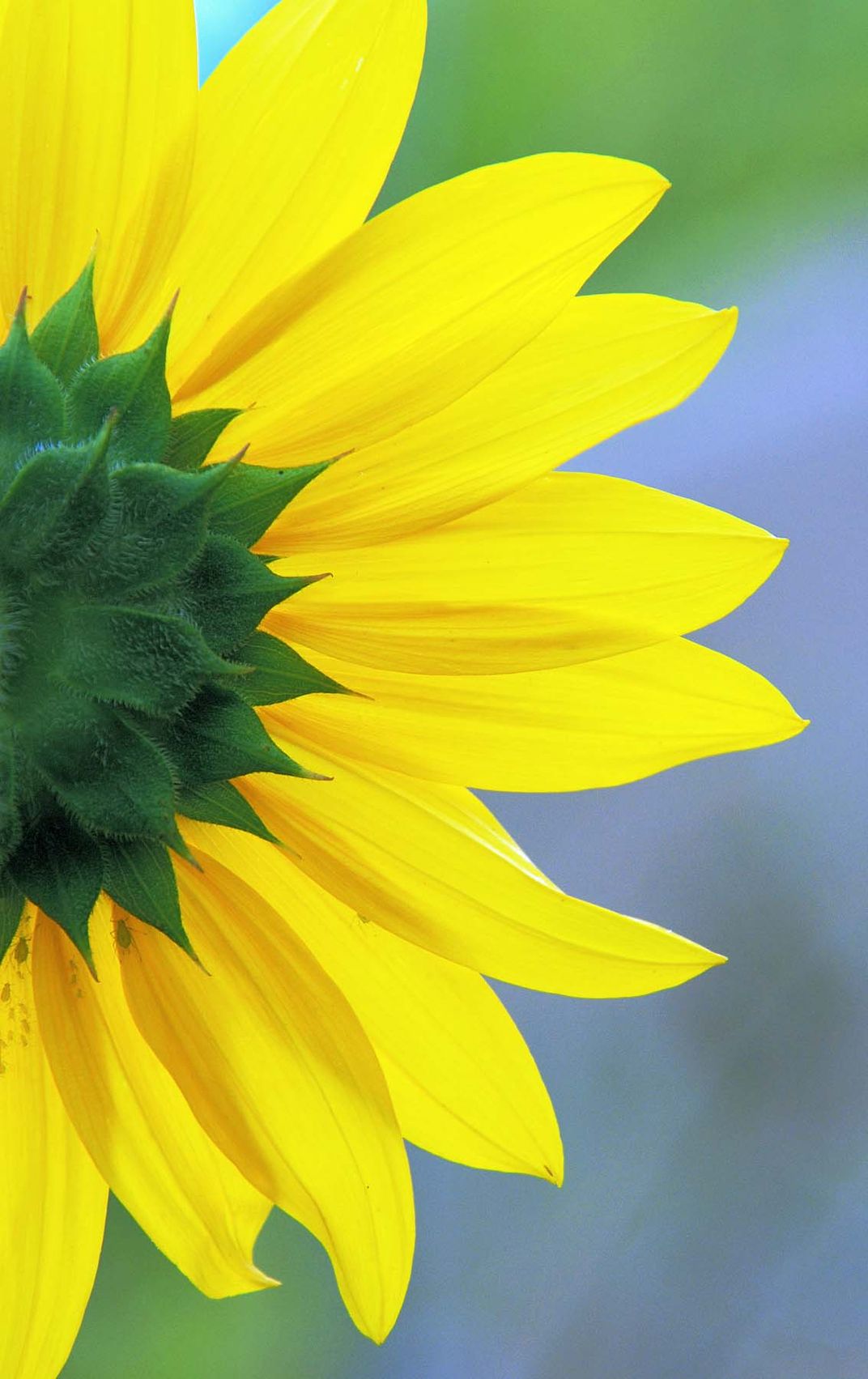 Sunflower, rear view | Smithsonian Photo Contest | Smithsonian Magazine