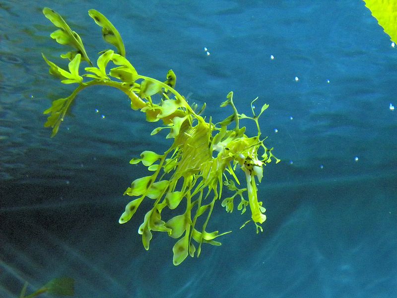 Looks like seaweed but it's a fish | Smithsonian Photo Contest ...