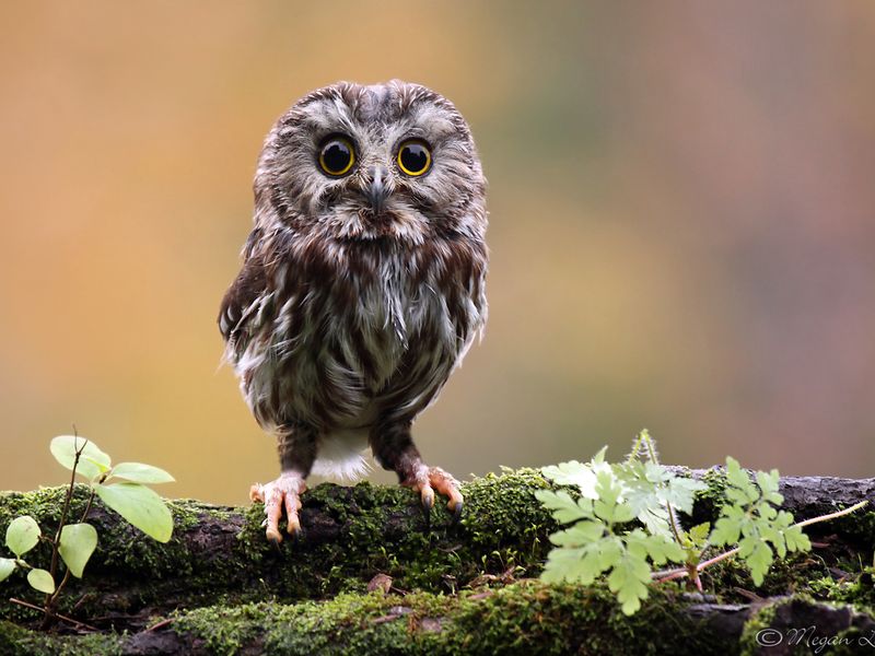 The Northern Saw-Whet is Ontario's smallest Owl. What they lack in size ...