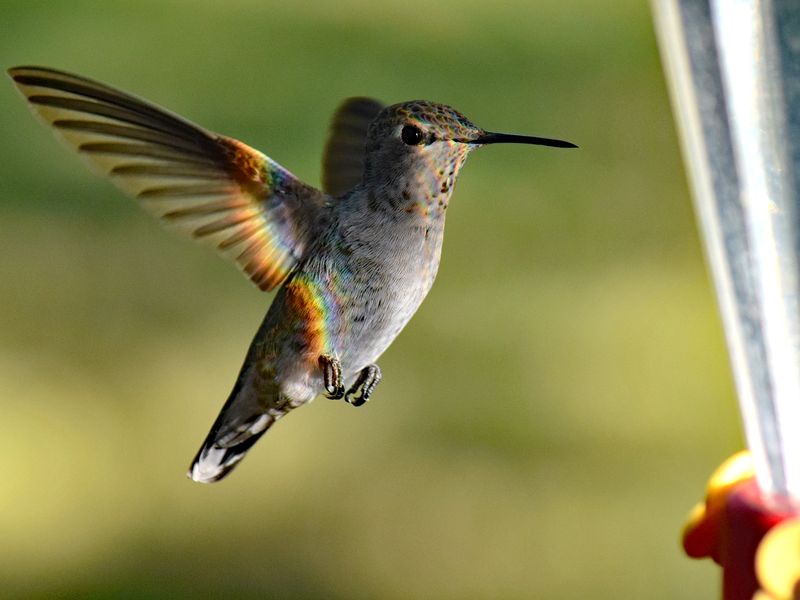 Rainbow Hummingbird | Smithsonian Photo Contest | Smithsonian Magazine