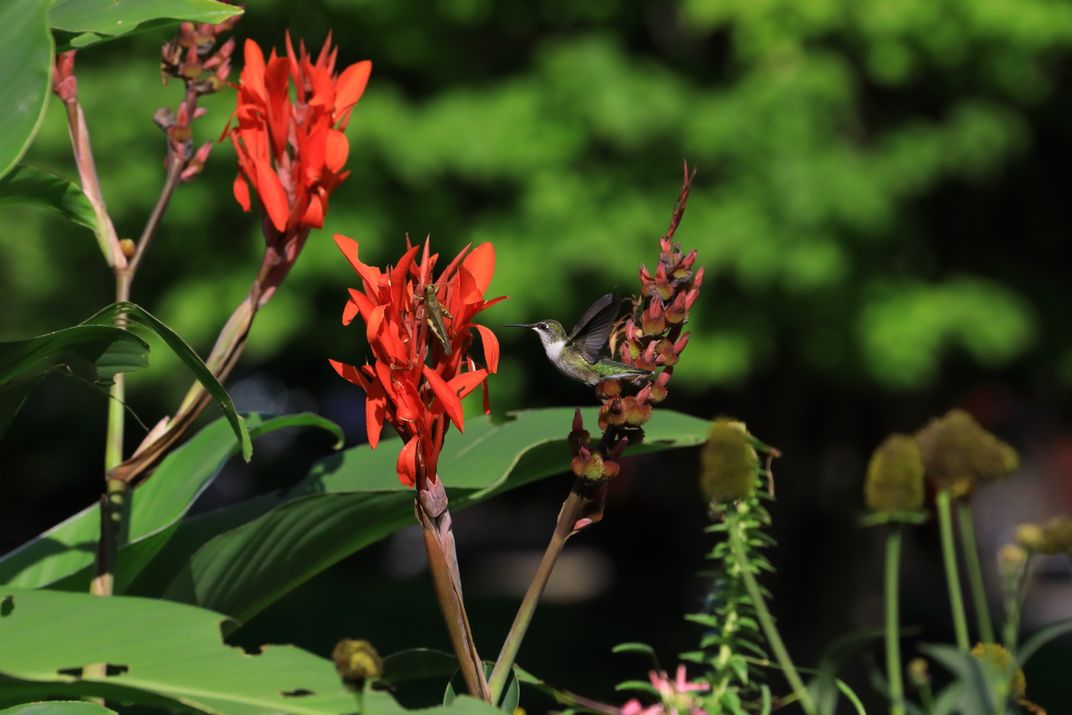 Hummingbird and friend | Smithsonian Photo Contest | Smithsonian Magazine