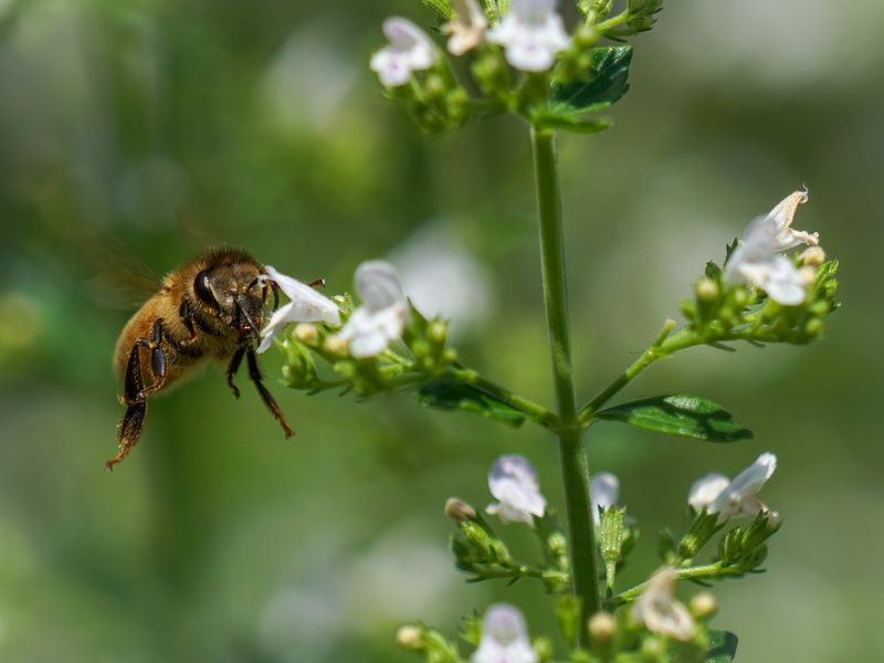 Honey Bee Foraging | Smithsonian Photo Contest | Smithsonian Magazine