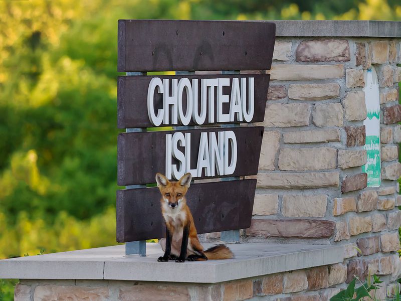 Welcome to Chouteau Island. | Smithsonian Photo Contest | Smithsonian ...