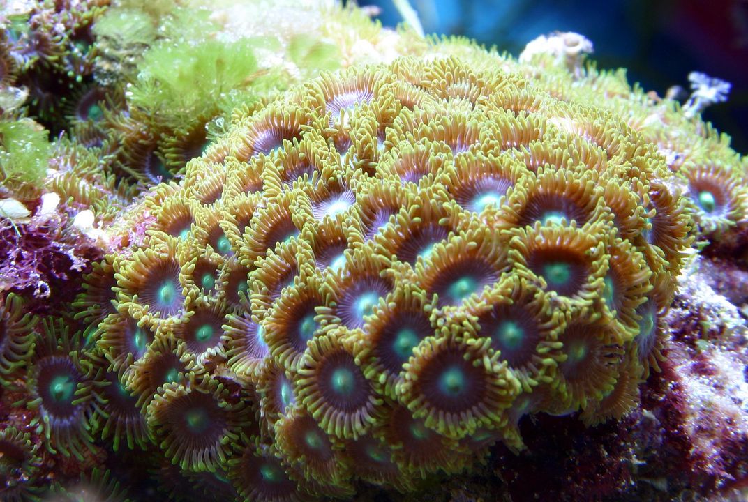 zoanthids poison