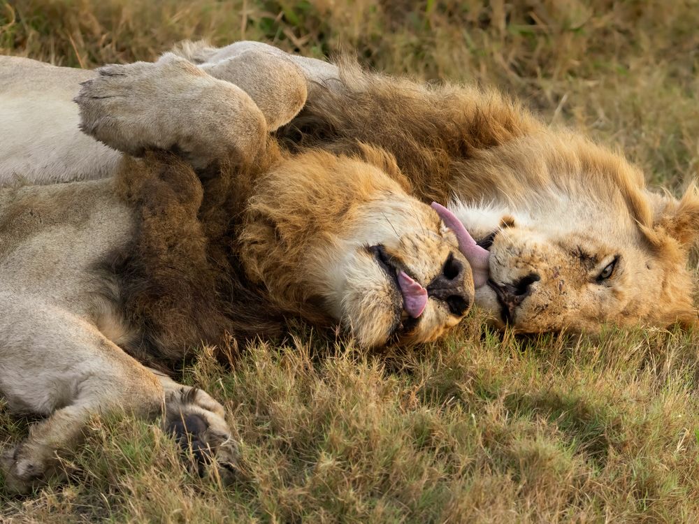 Lions playing | Smithsonian Photo Contest | Smithsonian Magazine