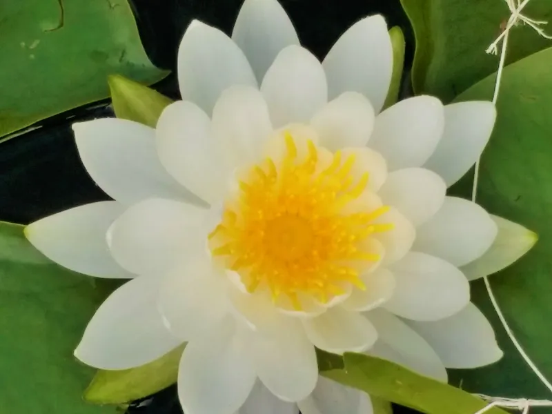 Inspiring Lotus Flower | Smithsonian Photo Contest | Smithsonian Magazine