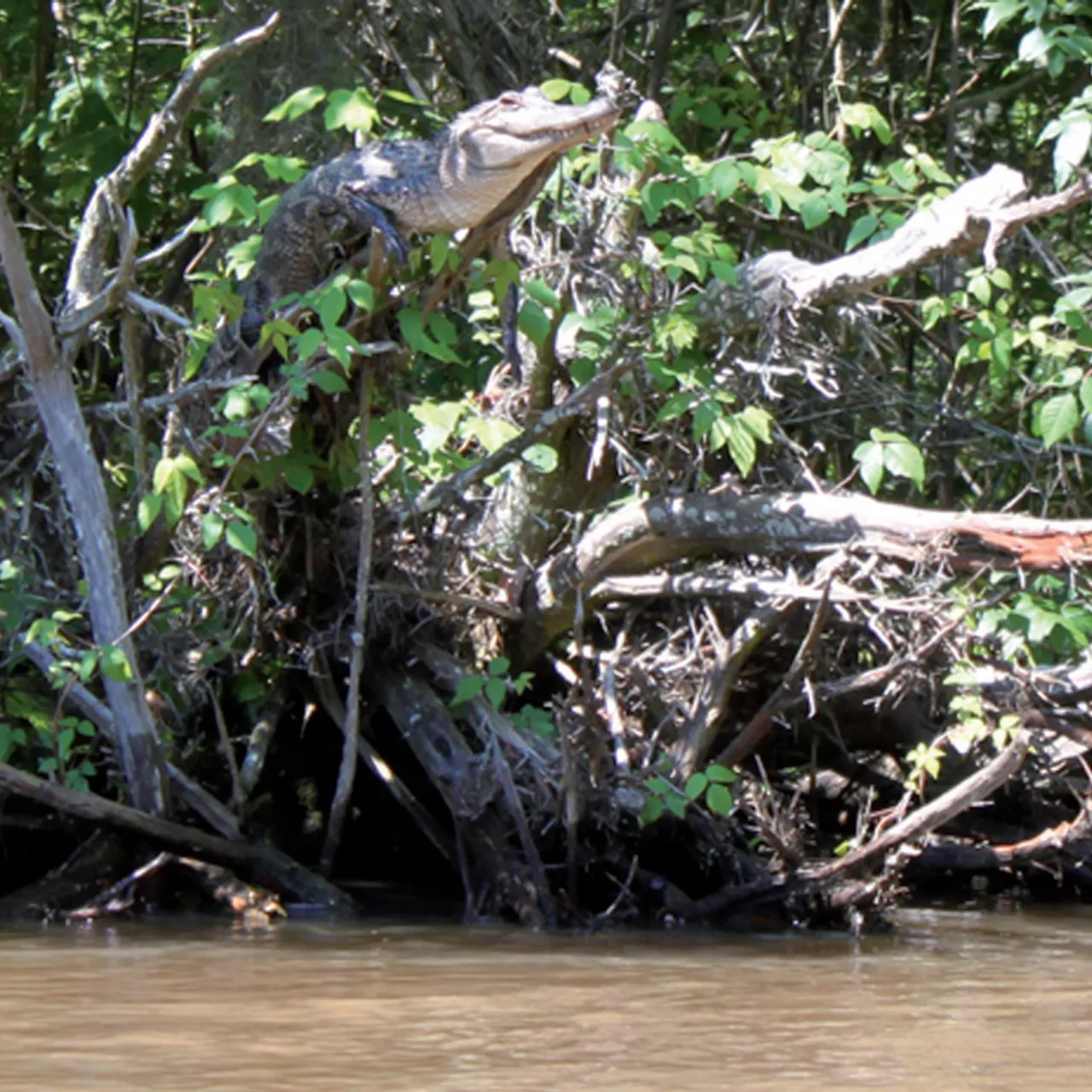 Do Alligators Climb Trees
