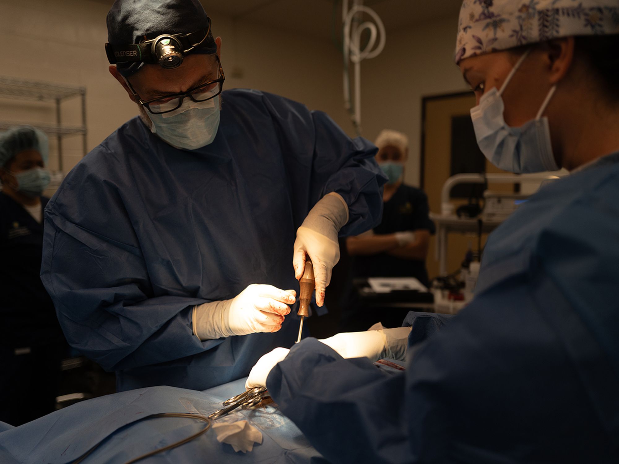 Inside the Zoo: A Rare and Life-Preserving Cheetah Surgery ...