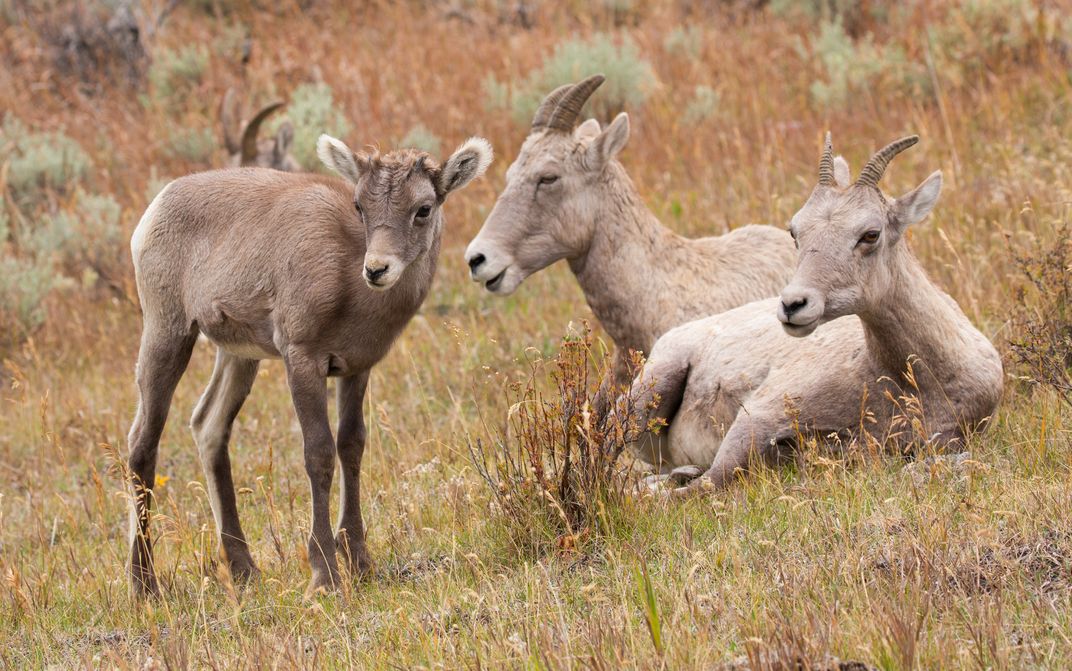 Bighorn Sheep Family | Smithsonian Photo Contest | Smithsonian Magazine