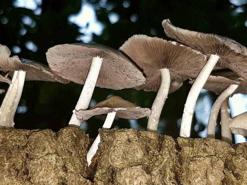 Toadstools growing on a stump | Smithsonian Photo Contest | Smithsonian ...