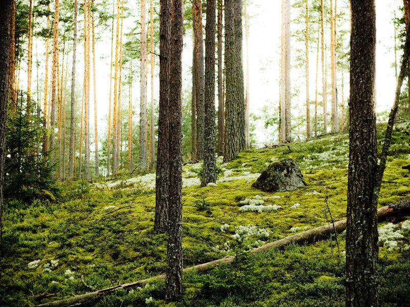 The magical atmosphere of Estonia's forests. | Smithsonian Photo ...