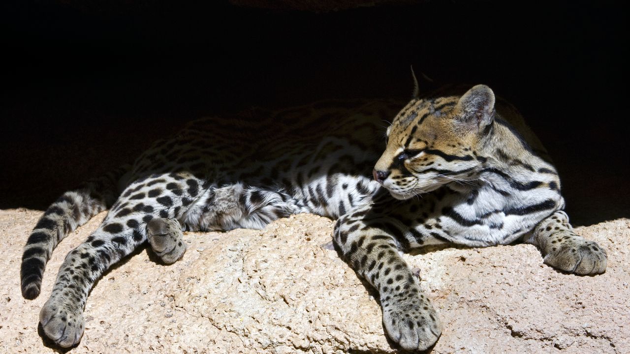 how big do ocelots get