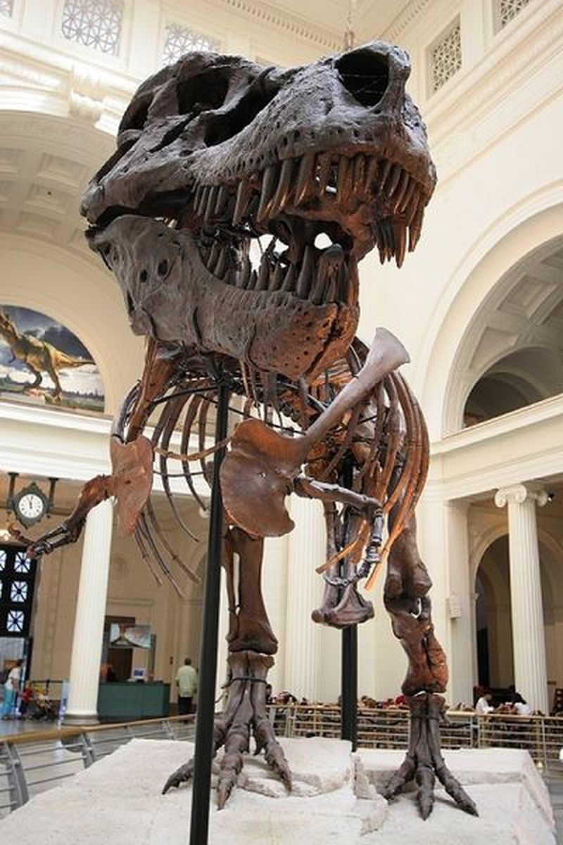 Twenty Years of Tyrannosaurus Sue