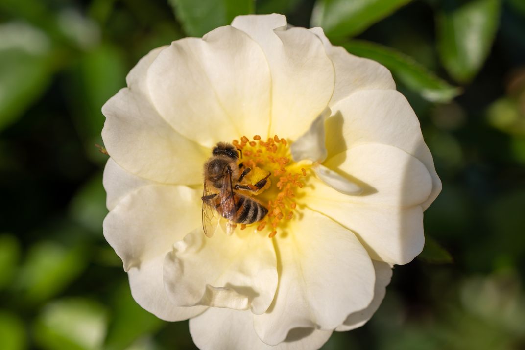 Busy Bee | Smithsonian Photo Contest | Smithsonian Magazine