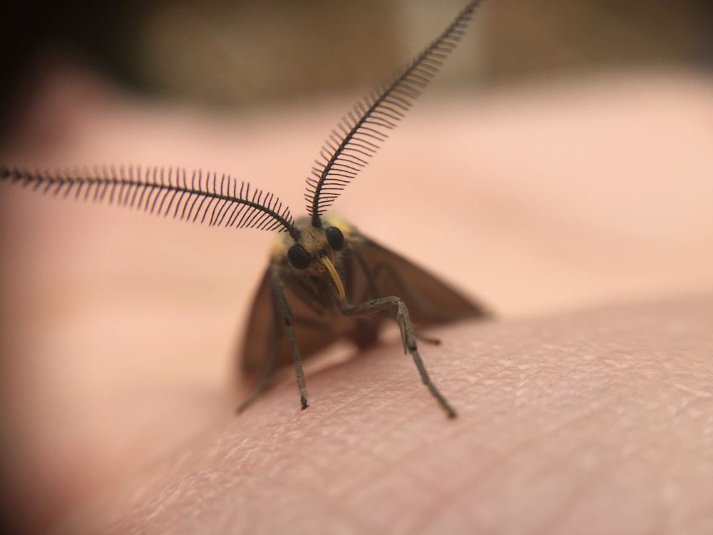 A graceful moth at the end of its life | Smithsonian Photo Contest ...