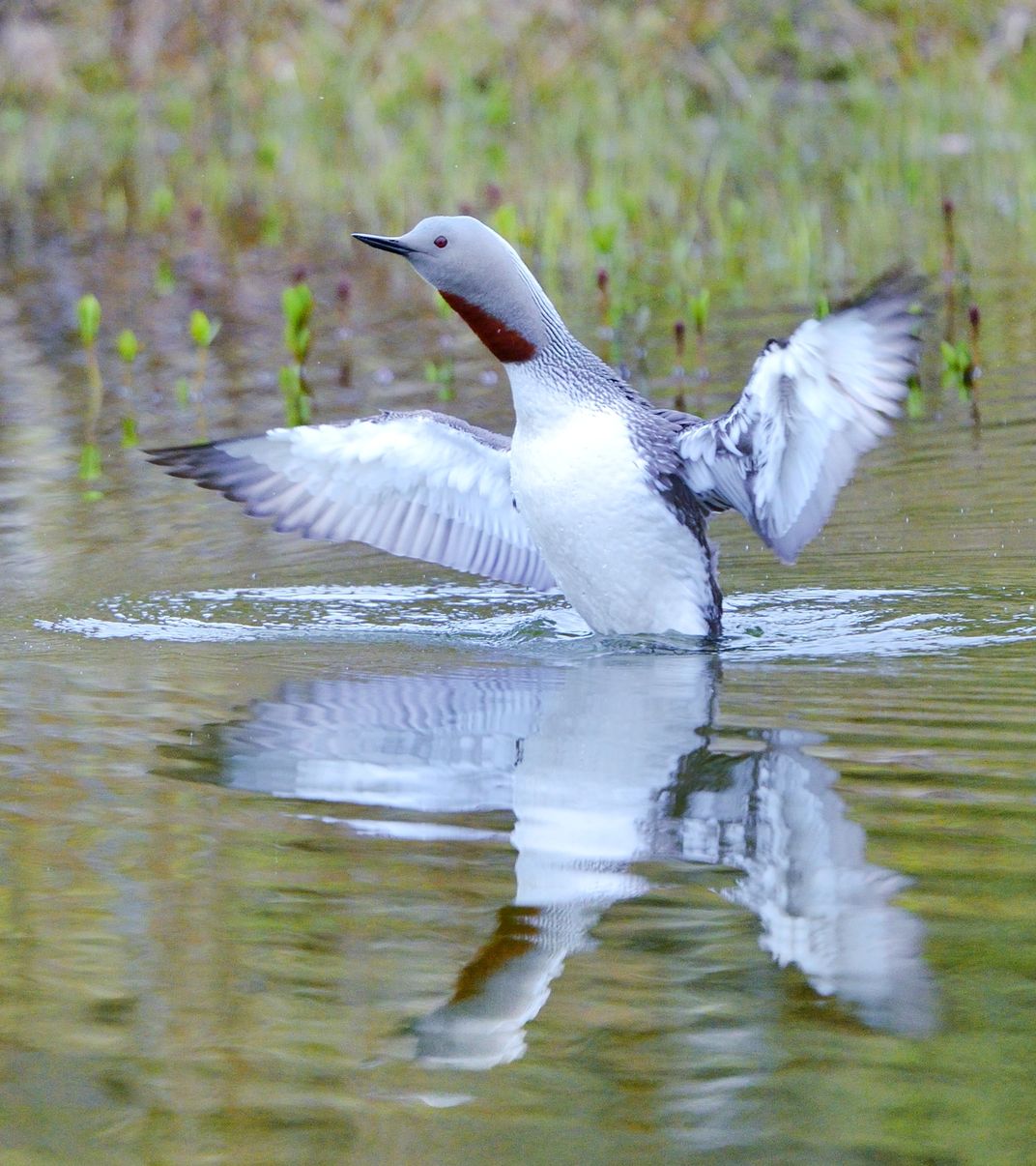 Red-throated Loon. While photographing loons at a nest on a small pond ...
