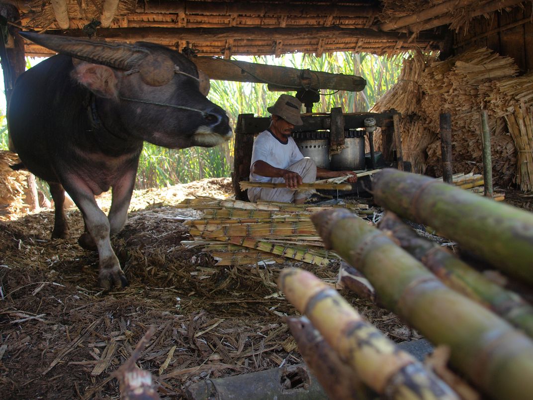 The process of making sugar cane still using very traditional way ...