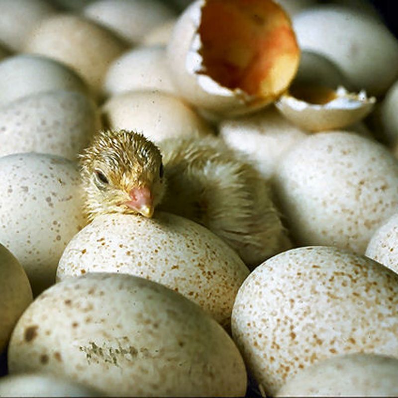 Baby Chickens Hatching