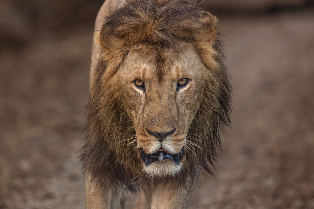 Male Lion at dawn | Smithsonian Photo Contest | Smithsonian Magazine