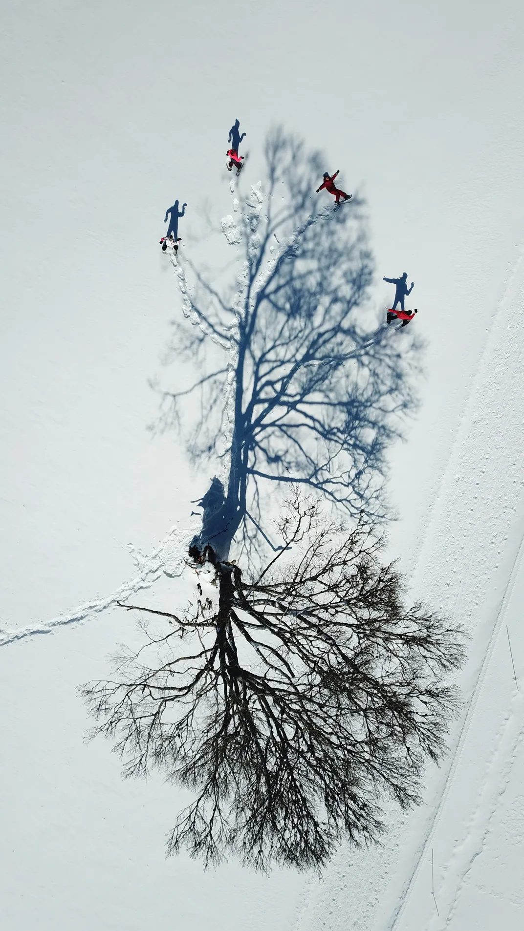 Family Tree Climbing | Smithsonian Photo Contest | Smithsonian Magazine