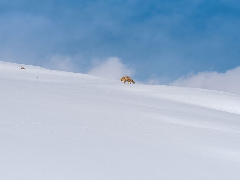 Himalayan red fox | Smithsonian Photo Contest | Smithsonian Magazine