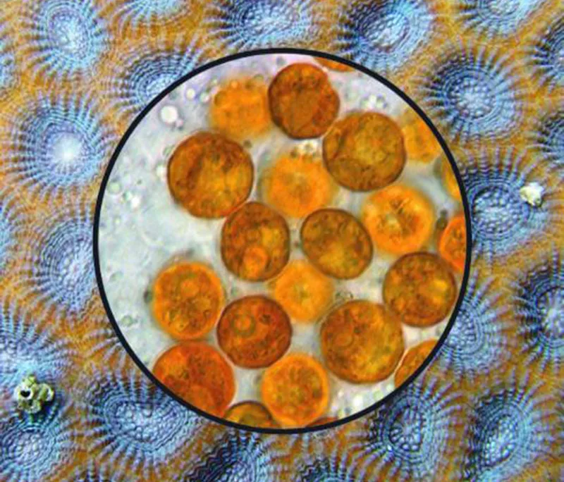 coral reef symbiotic algae