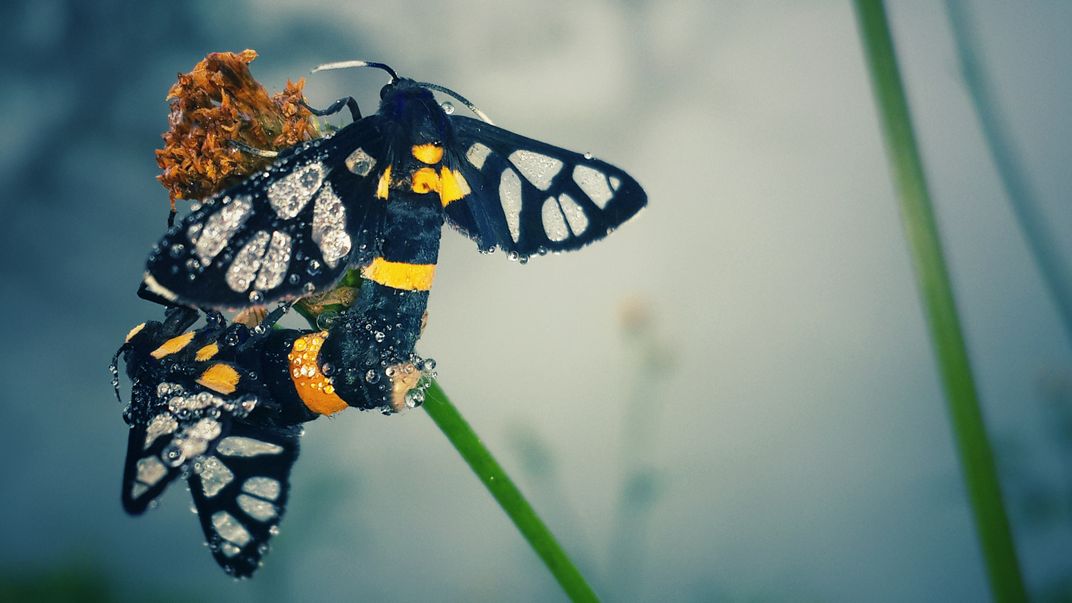 Bumble bees | Smithsonian Photo Contest | Smithsonian Magazine