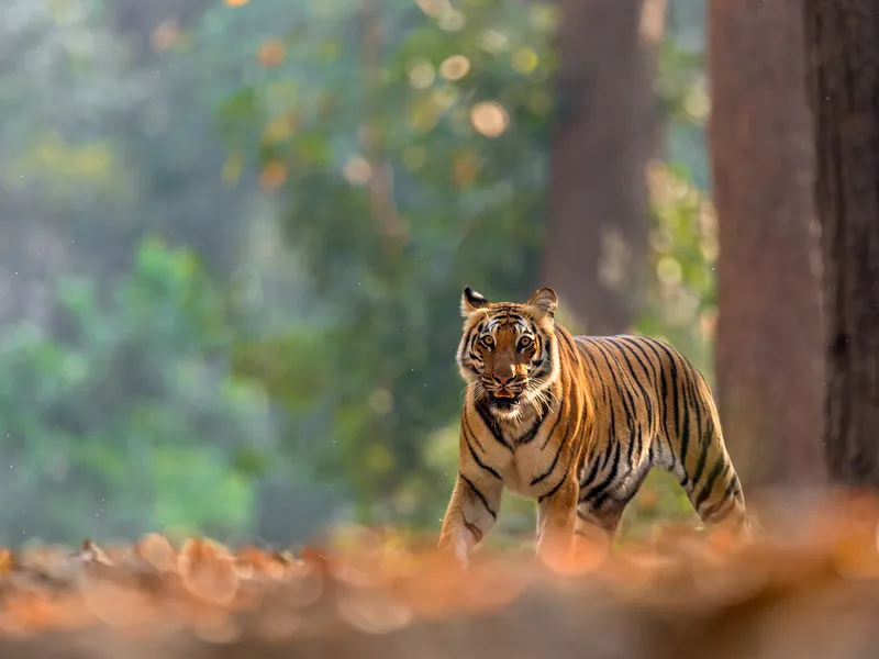 Stripes in Natural Settings | Smithsonian Photo Contest | Smithsonian ...
