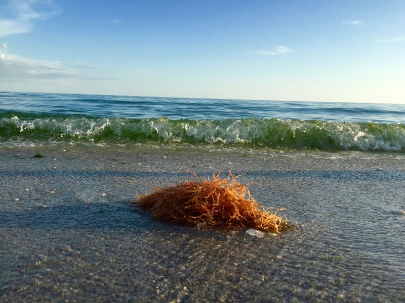 Seagrass | Smithsonian Photo Contest | Smithsonian Magazine