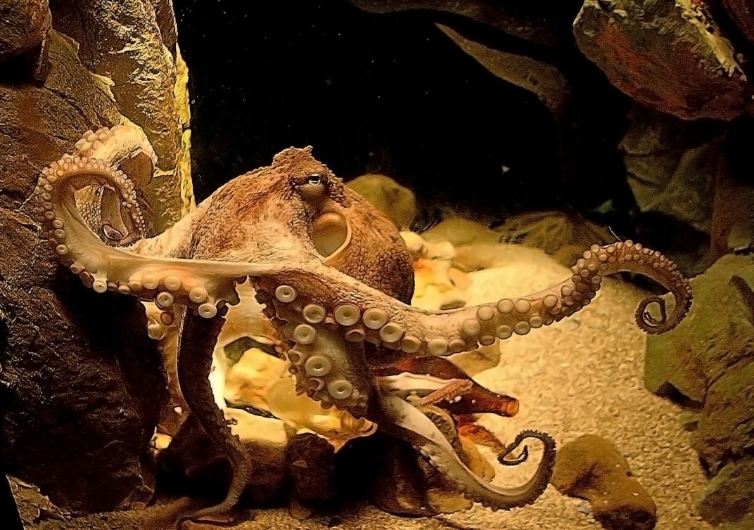 Octopus | Smithsonian Photo Contest | Smithsonian Magazine