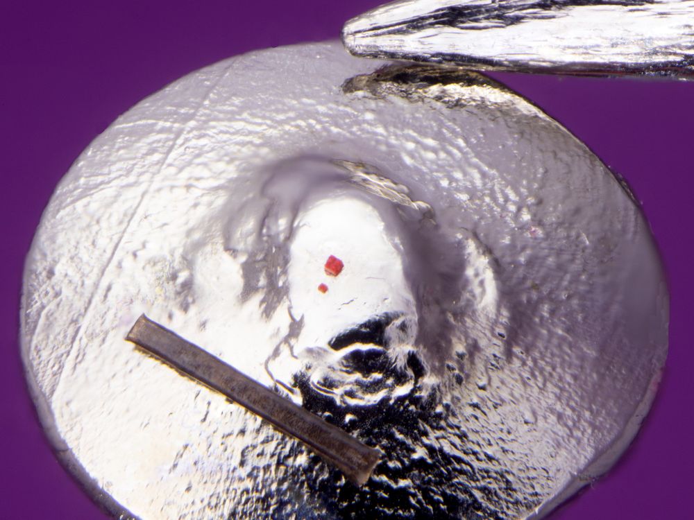This Lego Brick Is About the Size of a Human White Blood Cell. It Just ...