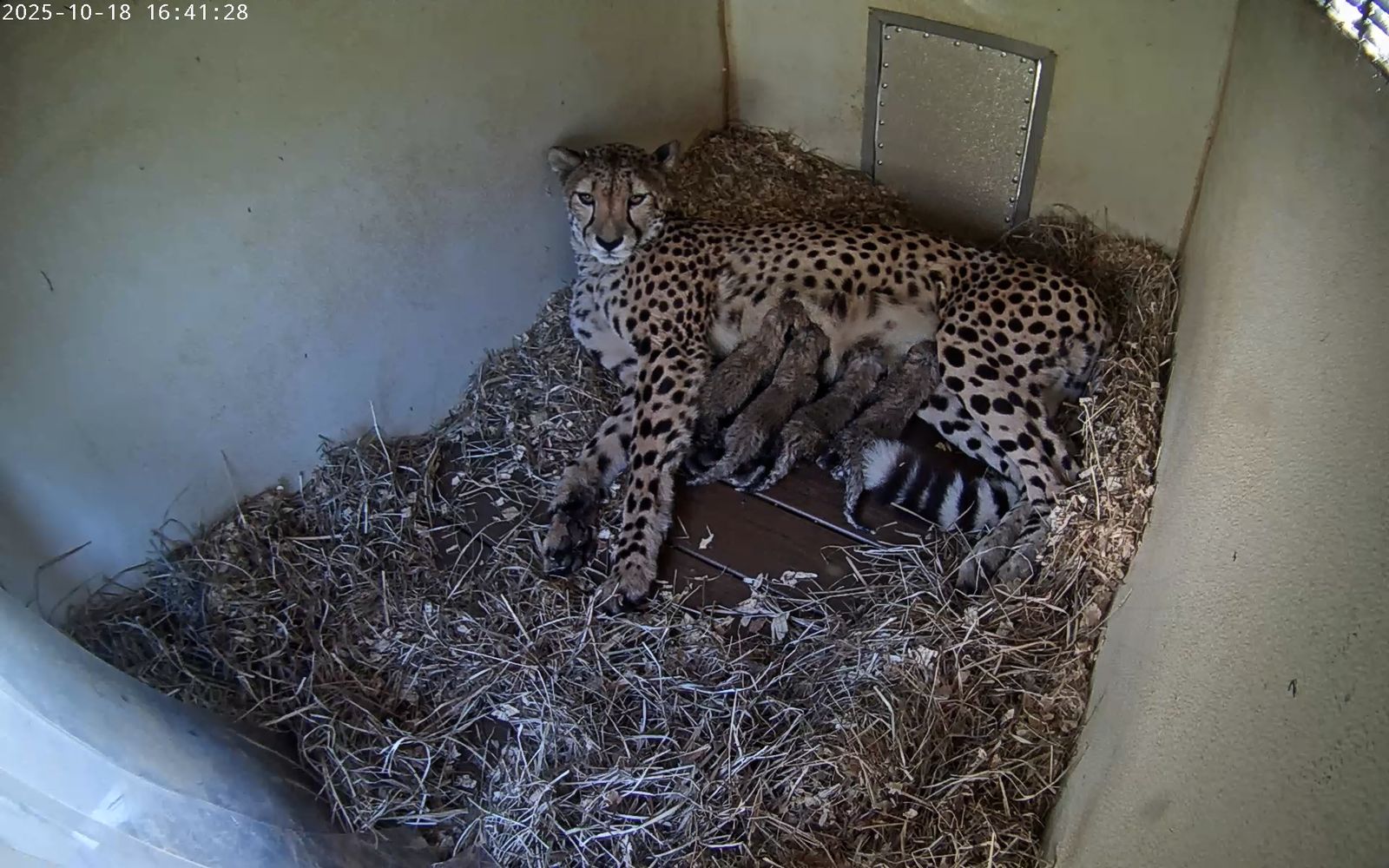 Watch Four Furry and Adorable Cheetah Cubs on the Smithsonian National ...