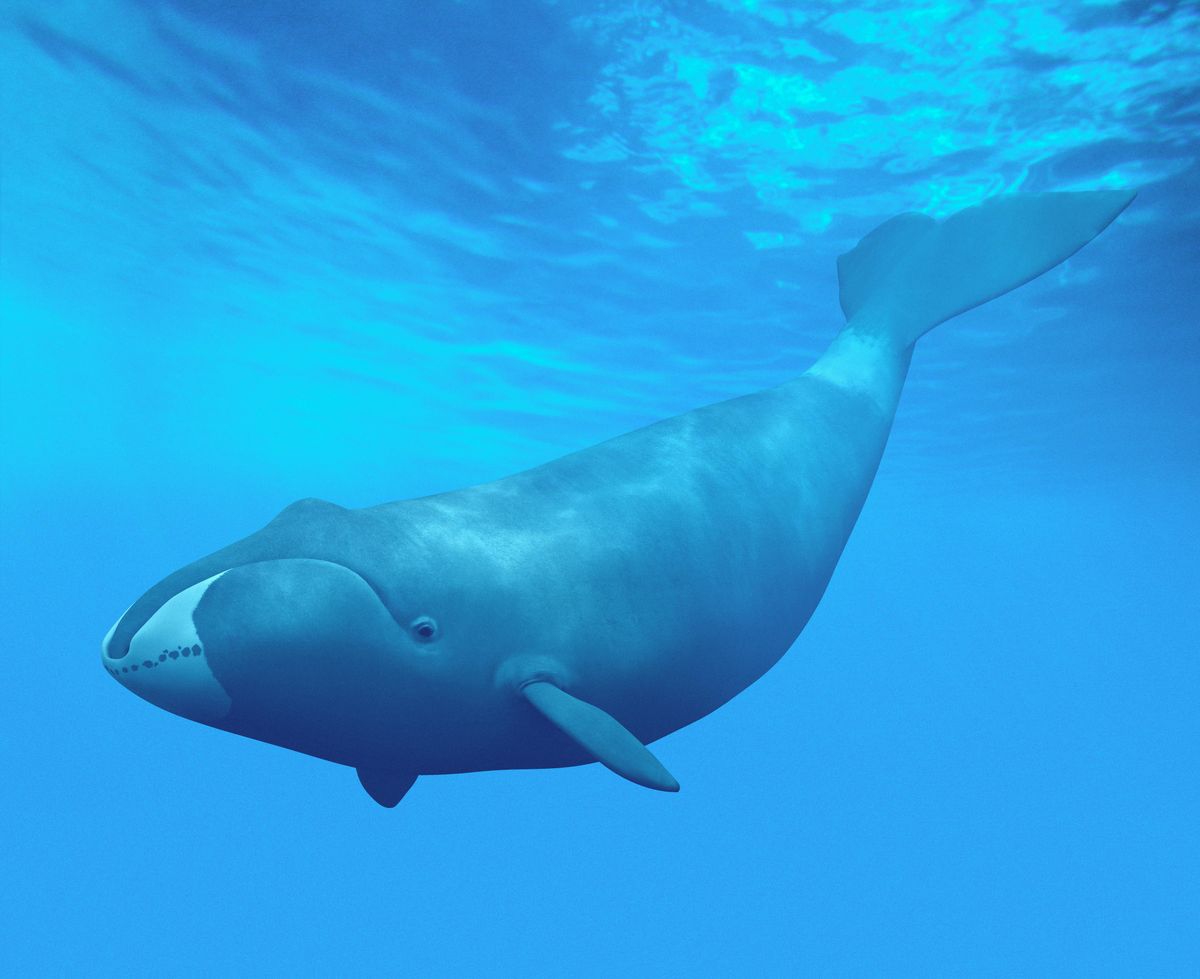 are bowhead whales friendly