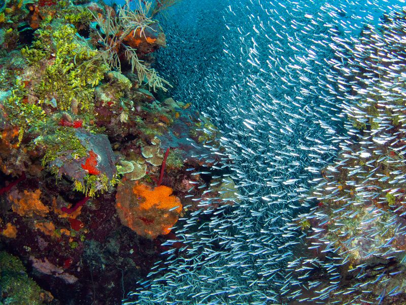 RIVER OF FISH | Smithsonian Photo Contest | Smithsonian Magazine