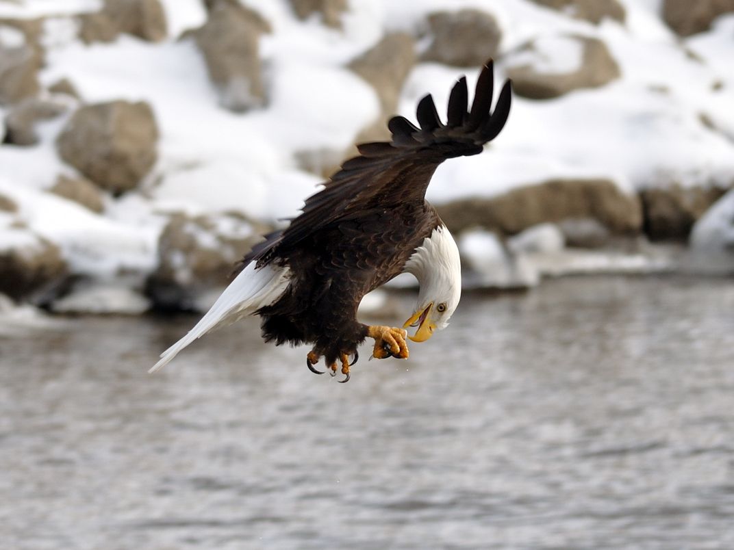 Finger Licking good! A Bald Eagle fishing on the Mississippi. Yes the ...