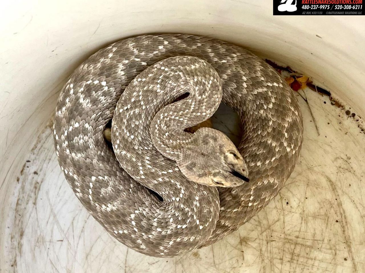 western diamondback rattlesnake coloring pages