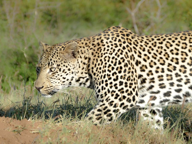 Leopard stalking | Smithsonian Photo Contest | Smithsonian Magazine
