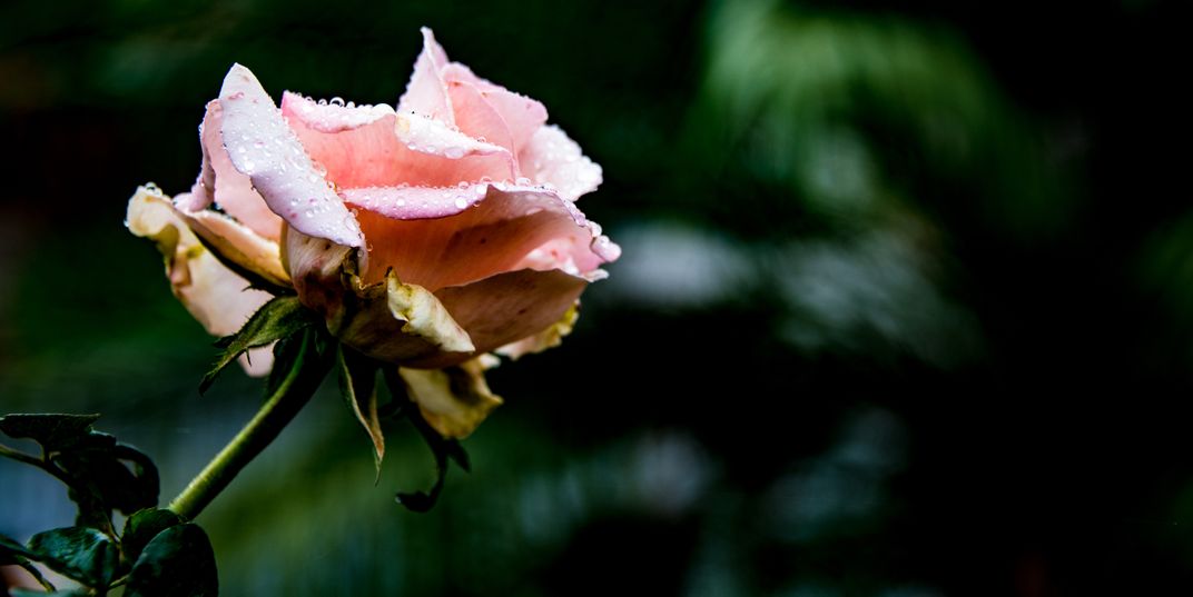 a rose in winter | Smithsonian Photo Contest | Smithsonian Magazine