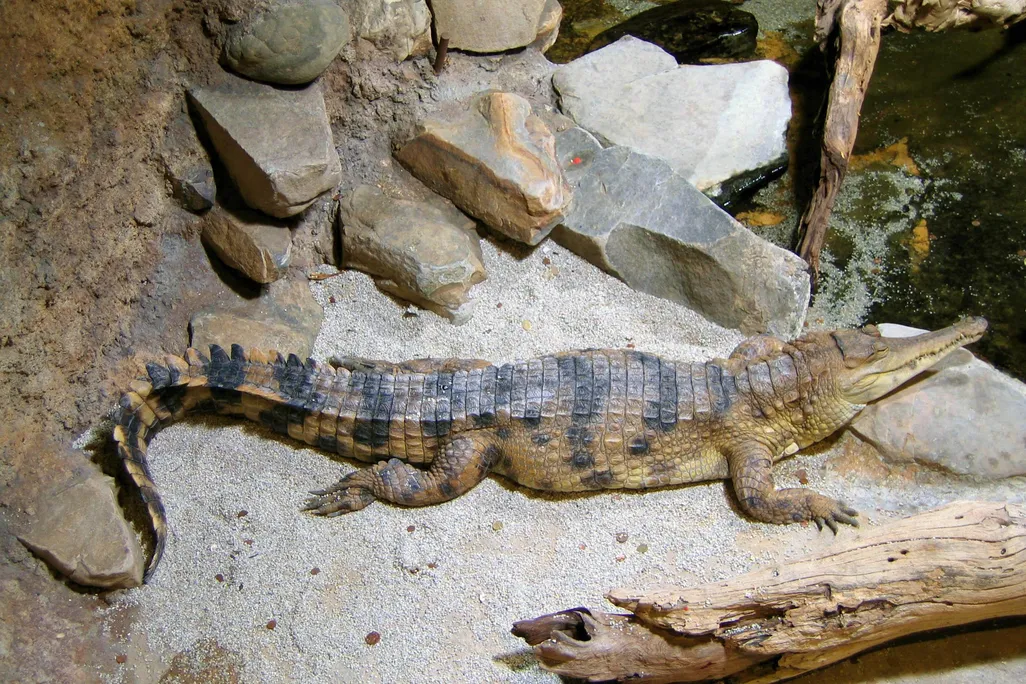 crocodile labelling activity