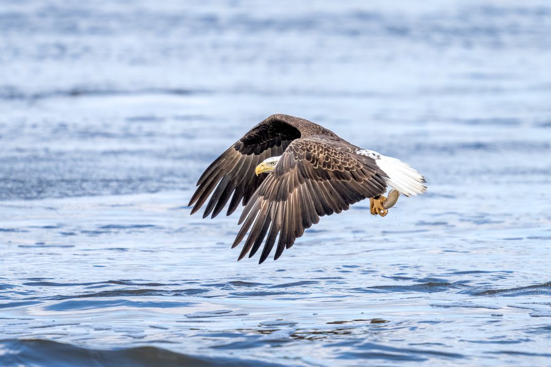 American Bald Eagle catching an early afternoon lunch | Smithsonian ...